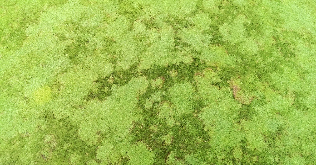Moss Disease Revisited