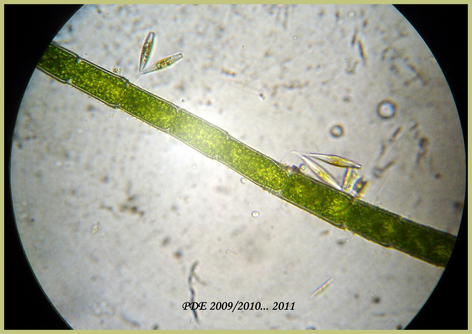 Cultivo de Microalgas em Fotobiorreatores: O fantástico mundo das ...