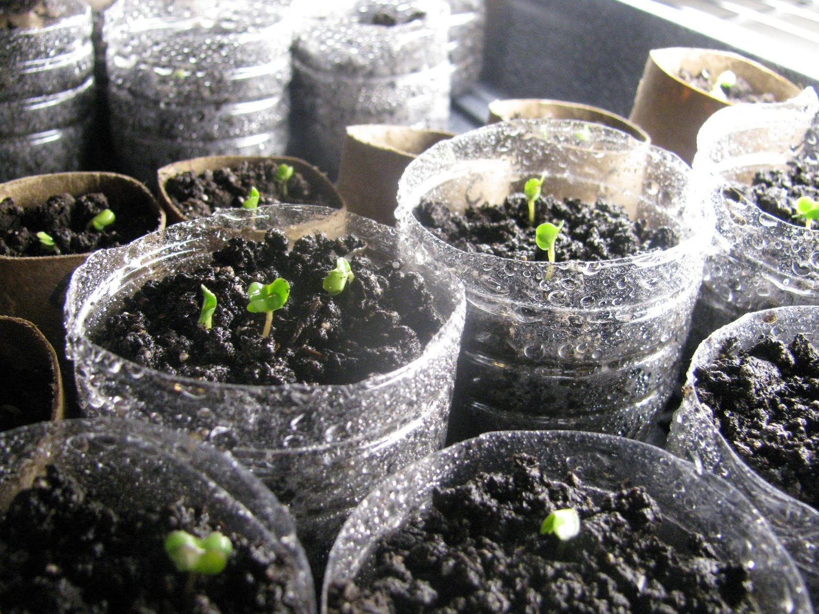 The Harried Homemaker Preps: Indoor Seed Starting 101, Part One