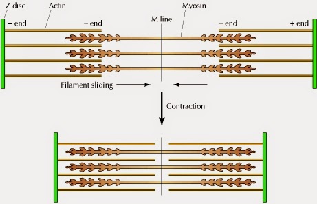 Knowledge Class: Ultra-Structure Of Myosin And Actin Filament
