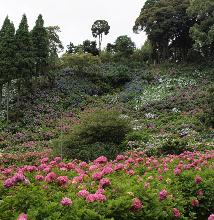 with brush in hand: Hydrangea Forest, Japan