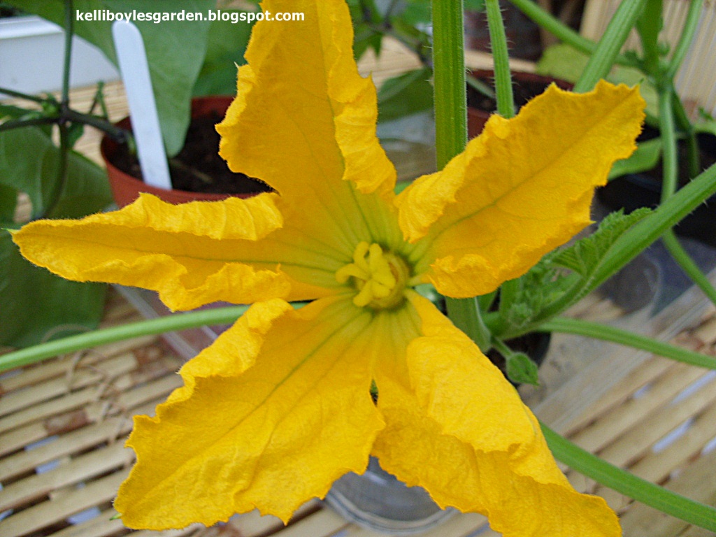 Kelli's Northern Ireland Garden: Veg - Courgette,Chive, Potato, Seedlings
