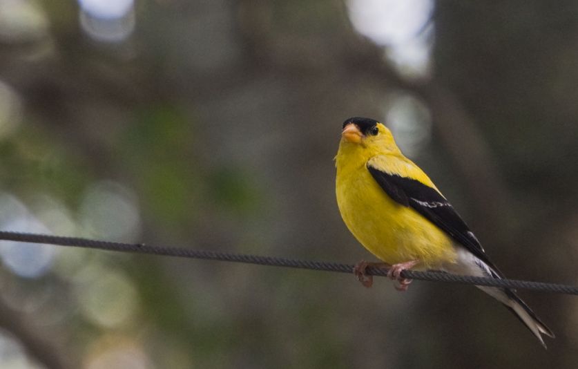 Teratology: Native Birds of Cape Cod