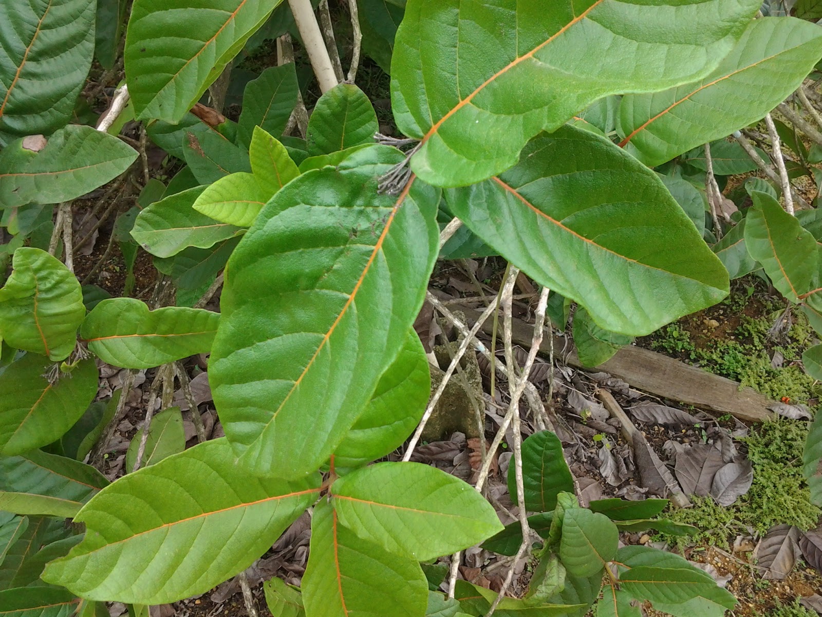 Flora de Puerto Rico Ilustrada Papo Vives: BORAGINACEAE-CORDIA ...