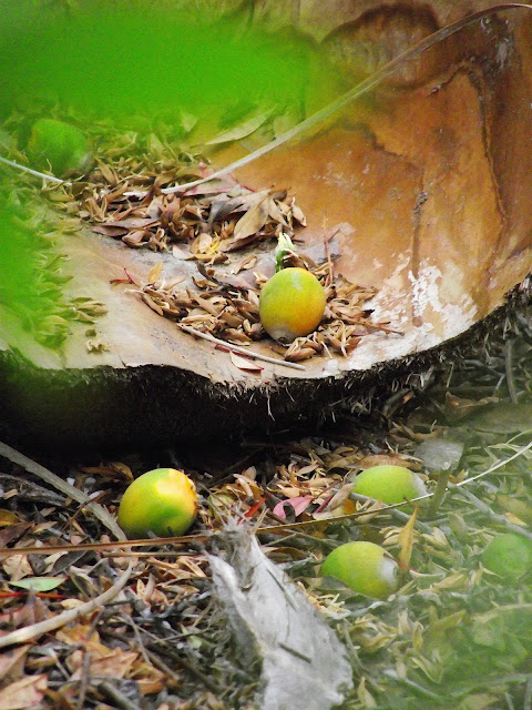 A WHITEWASHED COTTAGE: Palm Tree Droppings