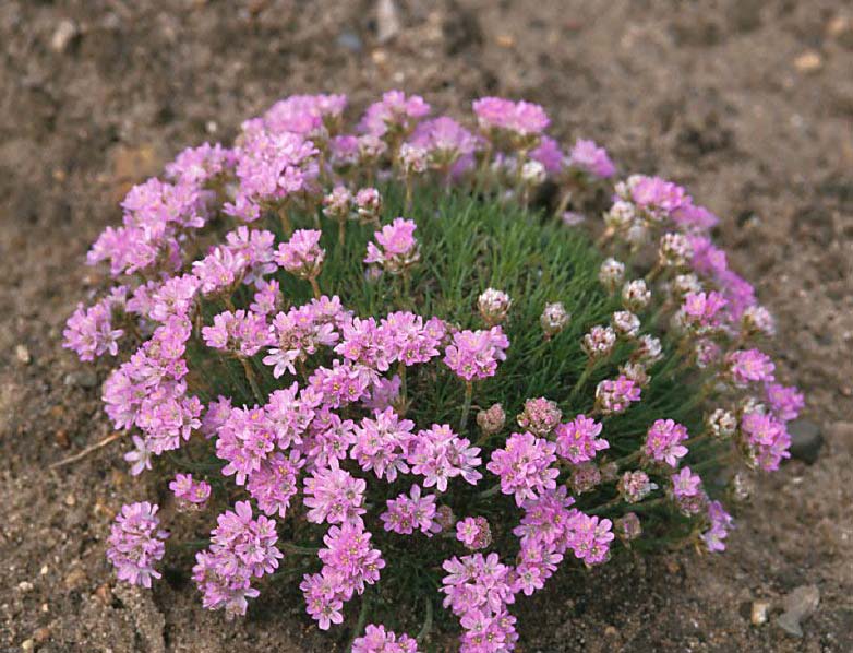 Beechwood Landscape Architecture and Construction: Sea Pink Thrift ...