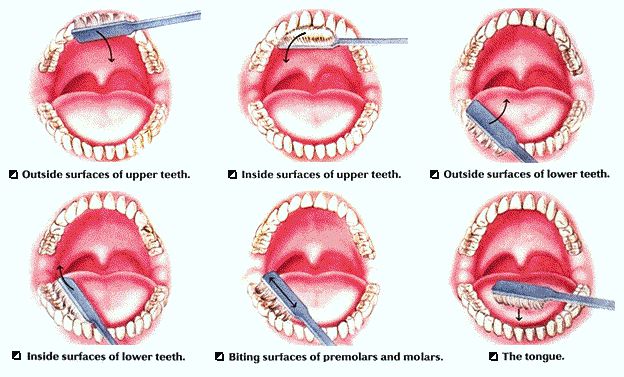 The Hygiene Department: The Guide to Proper Brushing