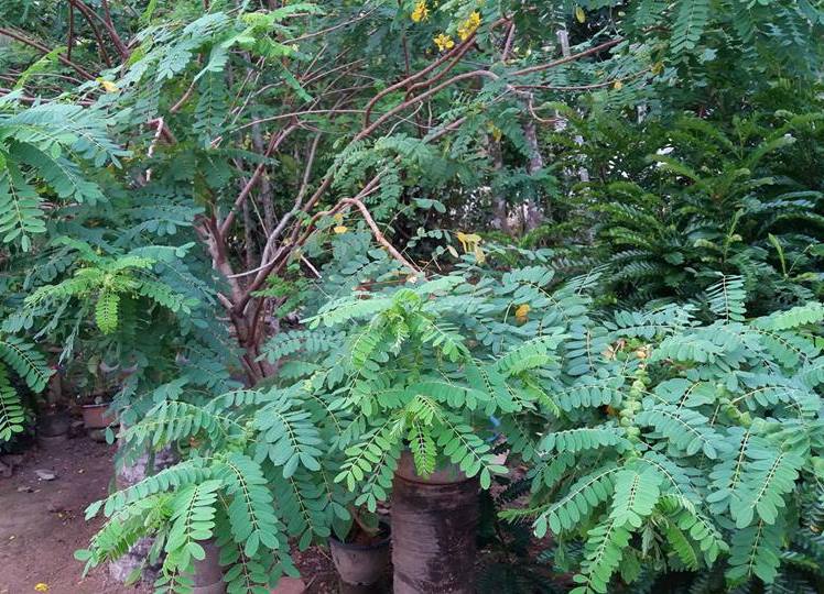 රණවරා [Ranawara] (Cassia auriculata) ~ අපේ ඔසුපැළ Medicinal Plants of ...