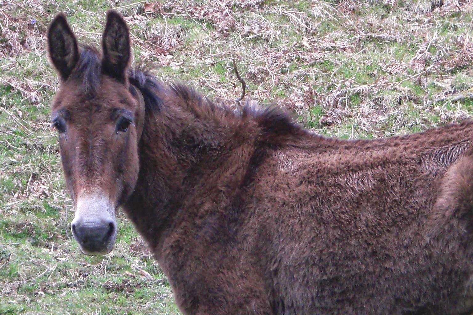 Variaciones biológicas: Especies e híbridos