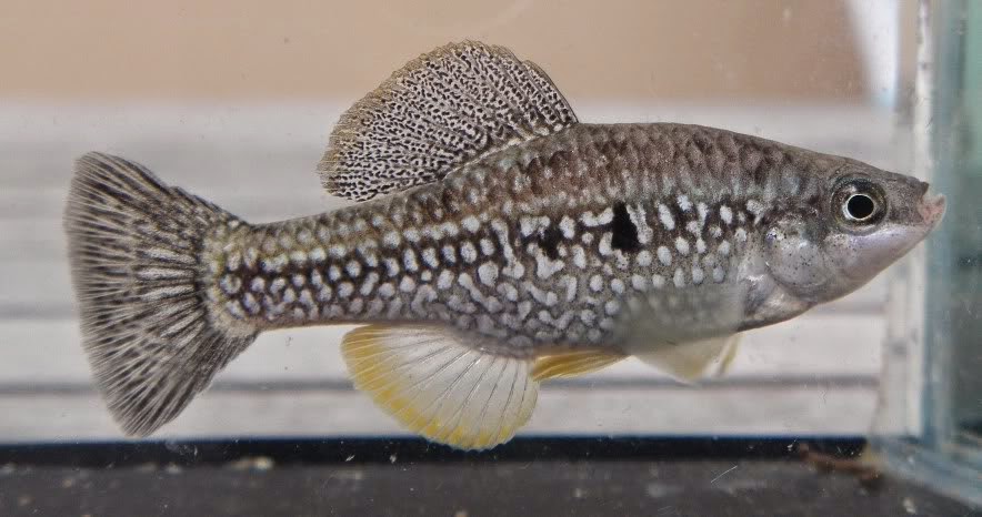 JENIS JENIS IKAN HIAS MOLLY (POECILIA SP.)