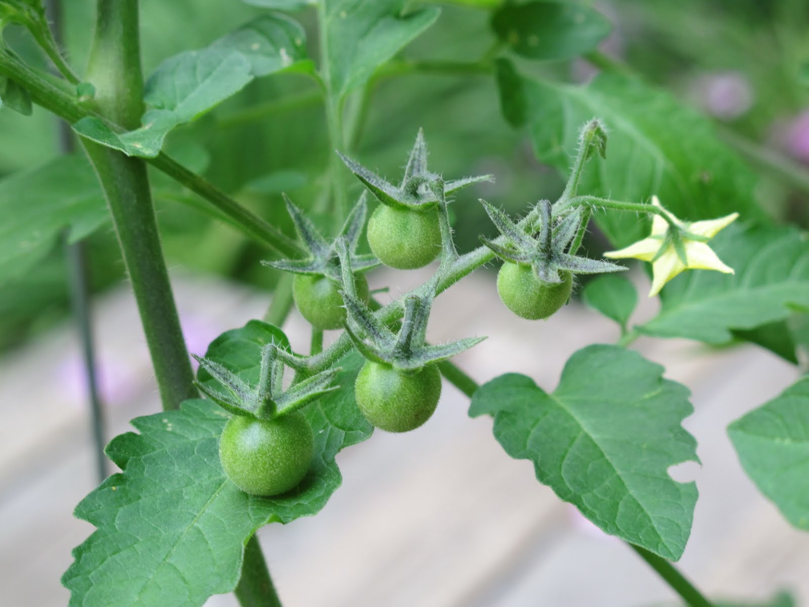 Jamqueen-Camerajunkie: Matt's Wild Cherry tomatoes