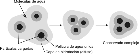 Aprender Haciendo: COACERVADOS