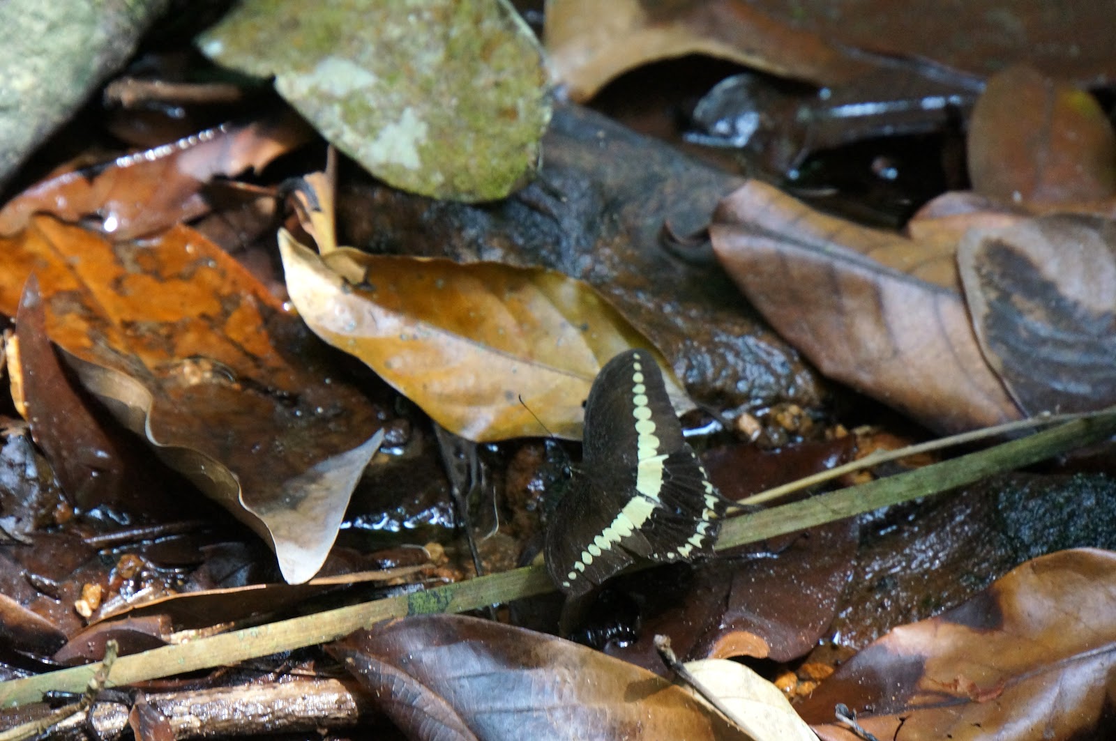 Malaisie - jour 12 : Tioman - Jungle trek vers Juara