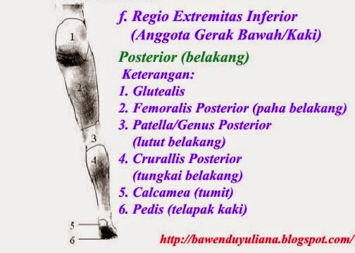 NurseLoveJesus: ANATOMI DAN REGIO TUBUH MANUSIA