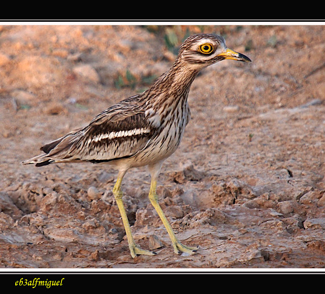 Miguel fotografia: Alcaraván común (Burhinus oedicnemus)