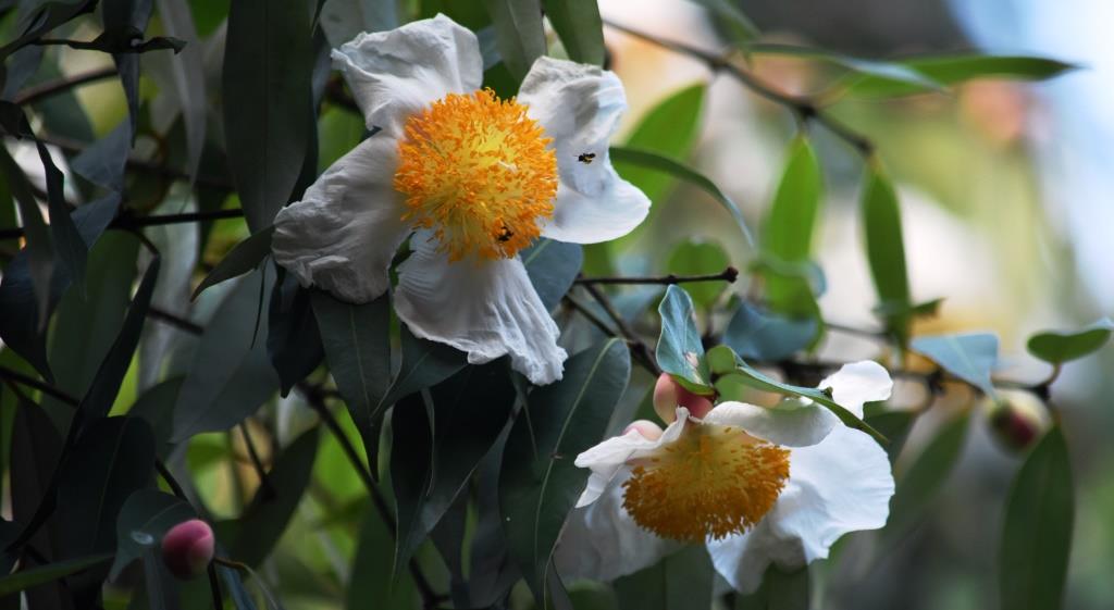 Kumbuk Pokuna Lodge: Namal - Flowers of the Na Tree, Sri Lanka's ...