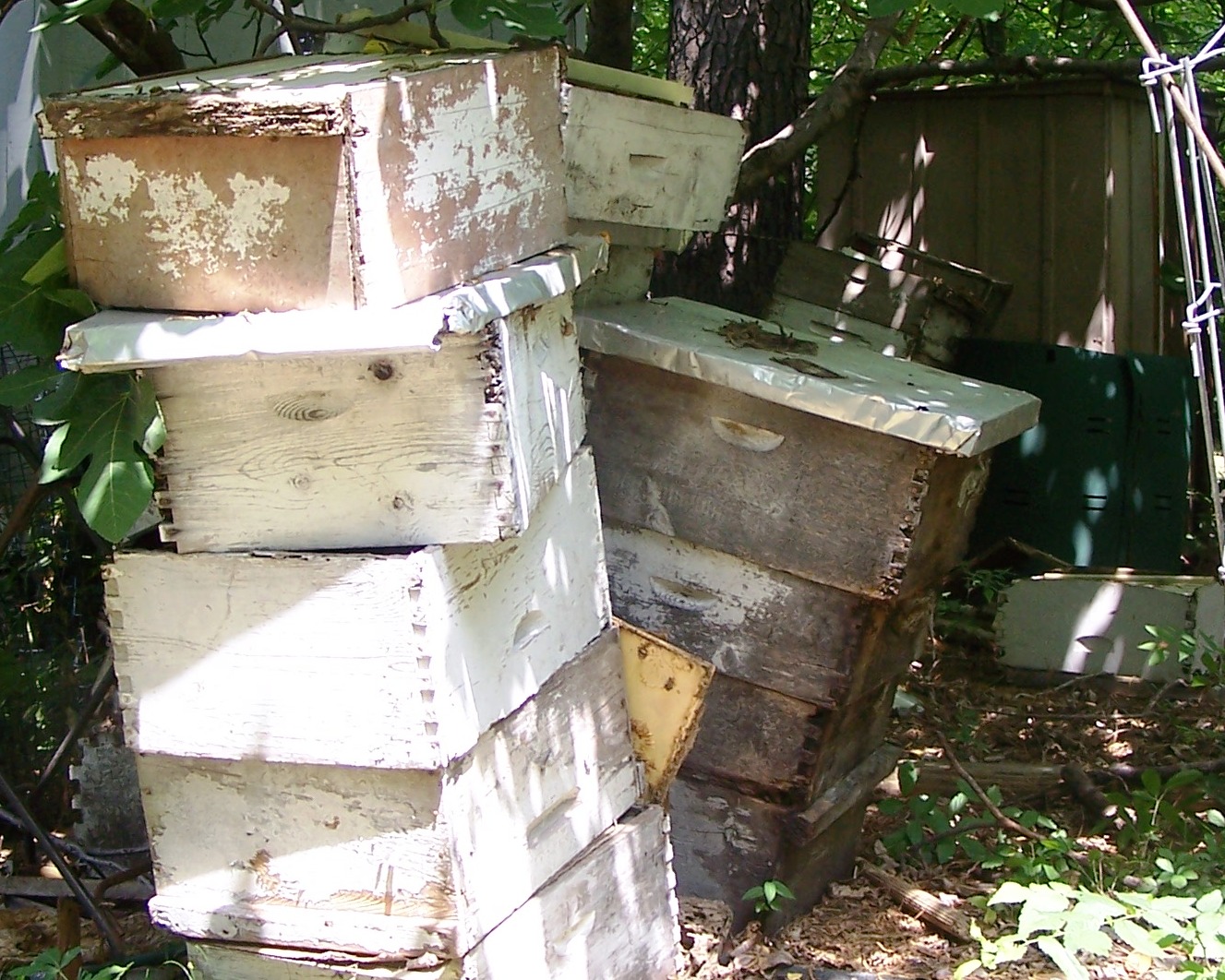 The Peace Bee Farmer: Abandoned Bee Hives