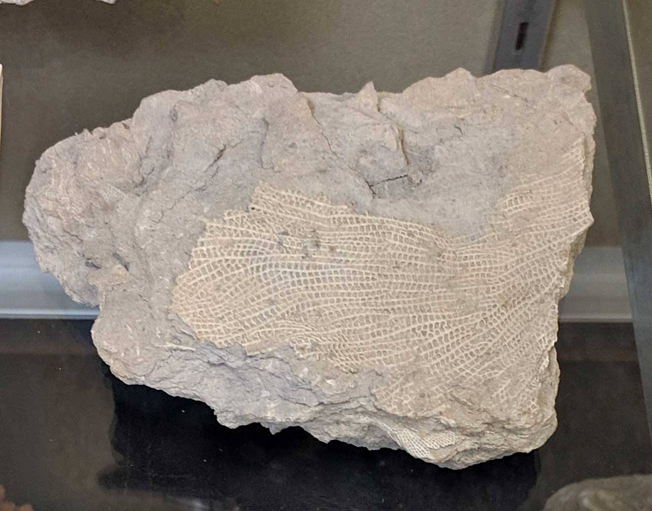 Louisville Fossils and Beyond: Dec 9, 2018