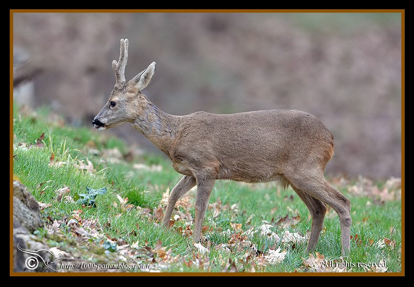 WILDLIFE GATEWAY: Chevreuil sous velours
