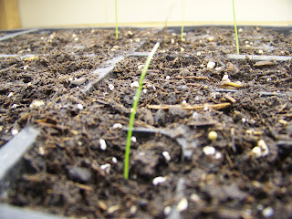 Hickery Holler Farm: Planting Seeds