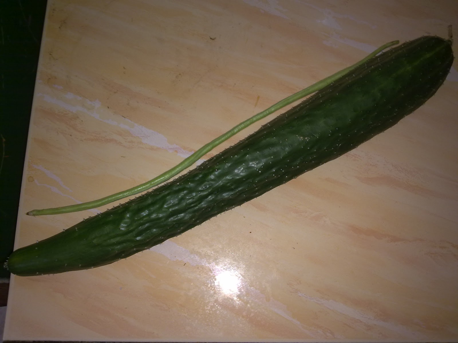 Manfaatkan masa menghasilkan kemanfaatan: Timun Jepun