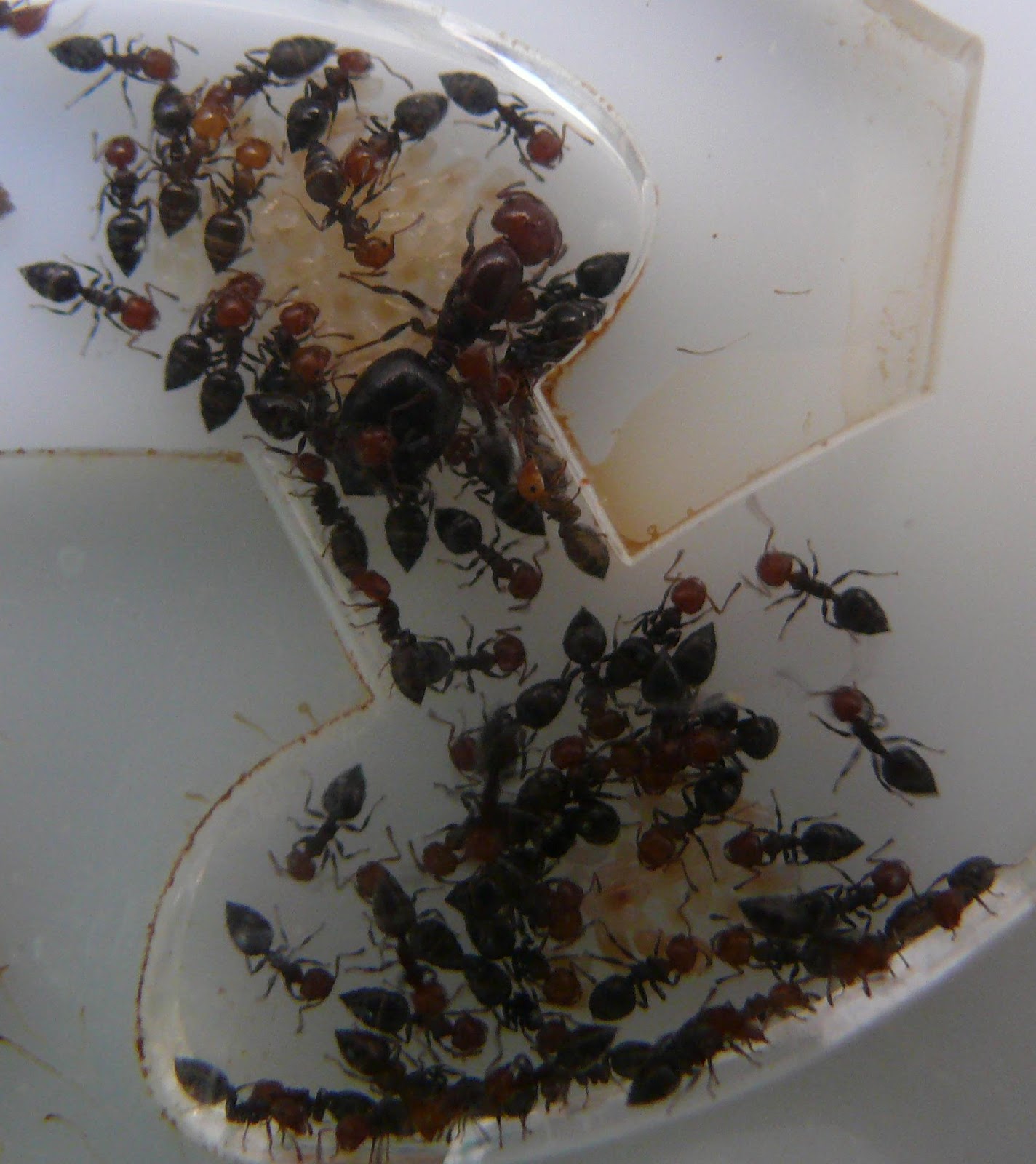 Hormigas Amarillas: Ya hace algunos años… Primeros hormigueros ...