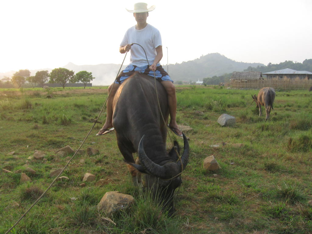 Riding a Carabao ~ The Coconuter