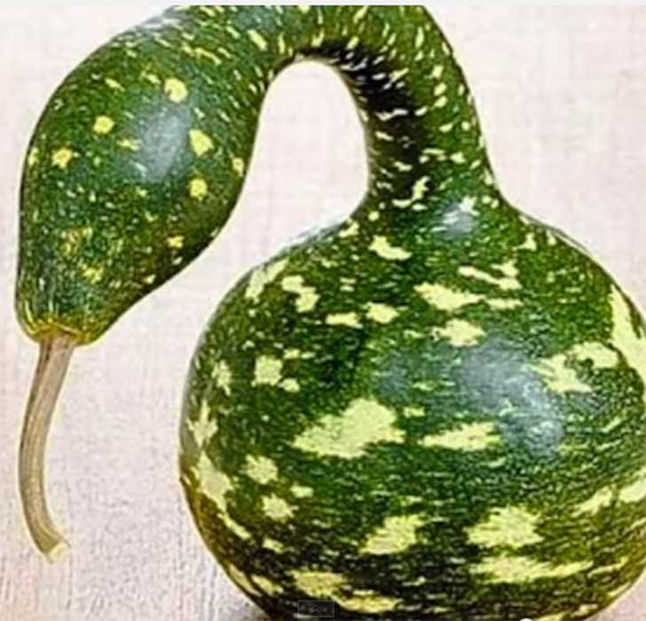 15 frutas y verduras con formas raras… Tan extrañas que pensarás que ...