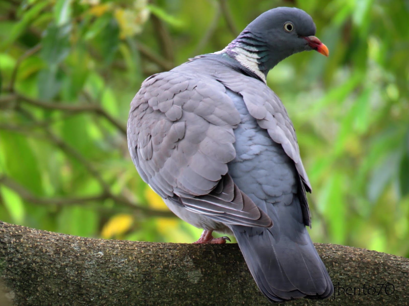 Birding Cascais: Pombo-torcaz / Common Wood Pigeon (Columba palumbus ...