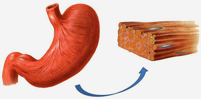 Músculos lisos | Mundo Biologia