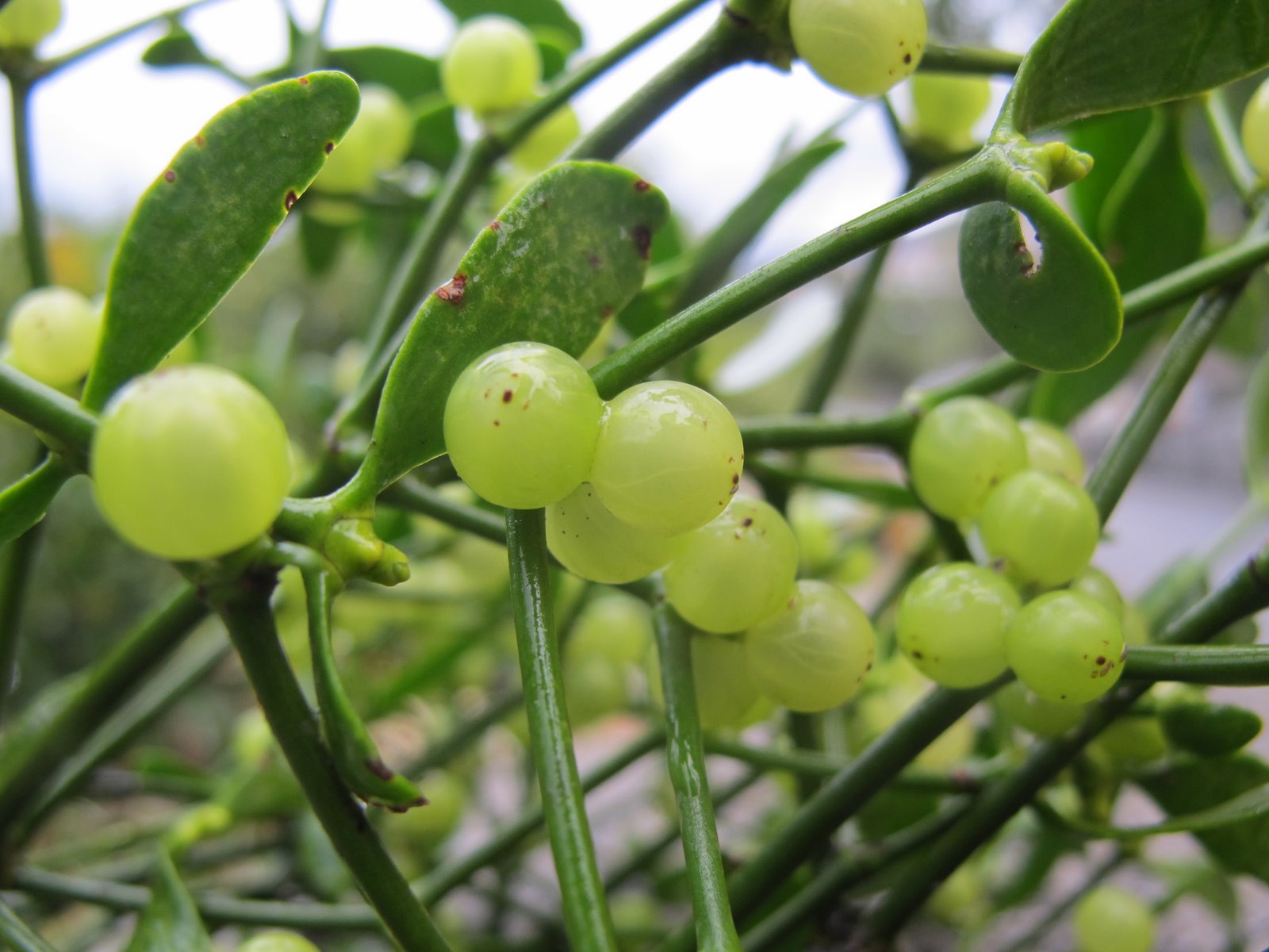 FLORA NEL SALENTO e.. anche altrove: Viscum album L. - Viscaceae ...
