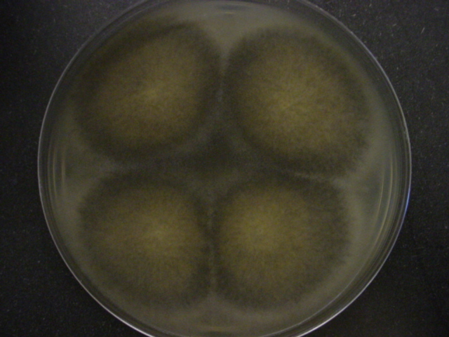 Sustainable Mycology: Curvularia spp.