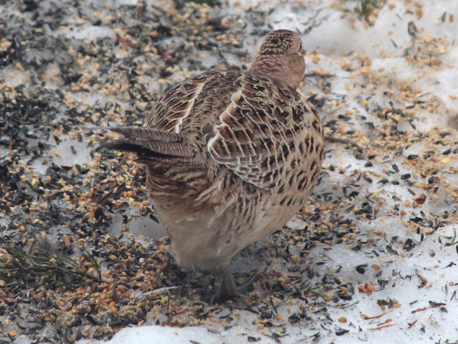 Dispatches from Can of Duck: Melanistic Pheasants