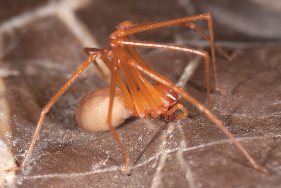 Sciency Thoughts: New species of Cave Spider from Oregon.