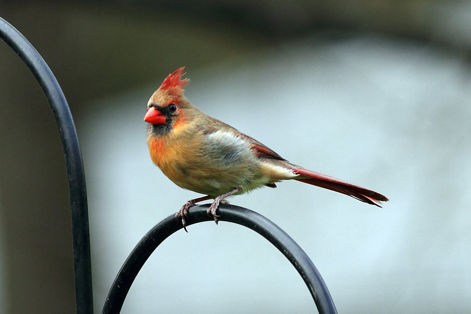 Ann Brokelman Photography: Oriole, Cardinal, Purple Finch, Grosbeak ...