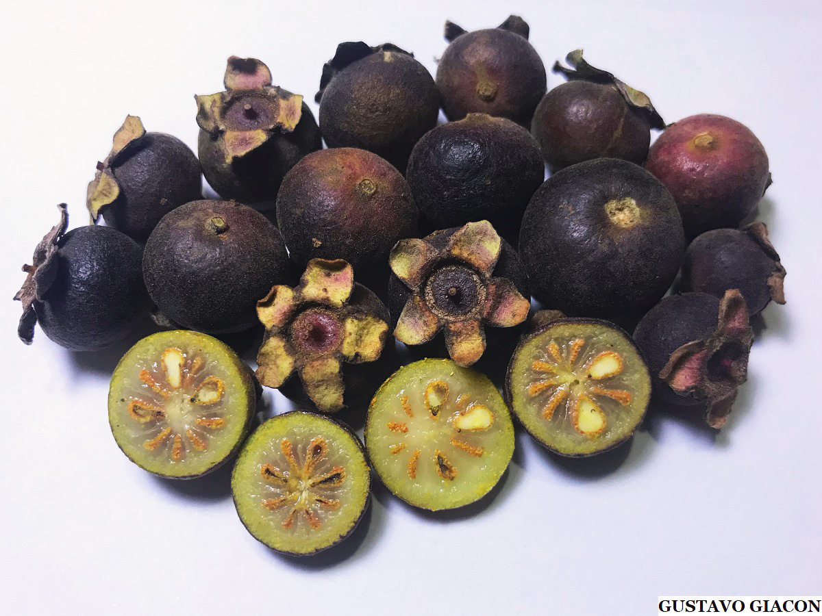 Viveiro Ciprest - Plantas Nativas e Exóticas: Guabiroba Roxa ...