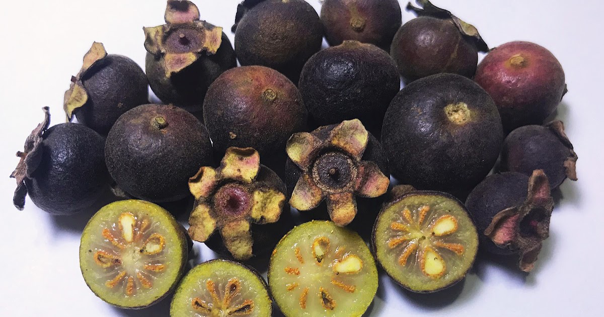 Viveiro Ciprest - Plantas Nativas e Exóticas: Guabiroba Roxa ...