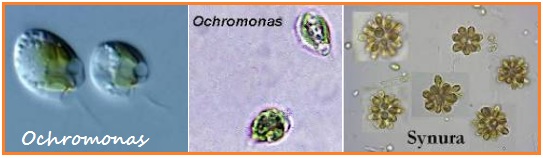 BIOLOGI GONZAGA: GANGGANG CHRISSOPHYTA - KEEMASAN