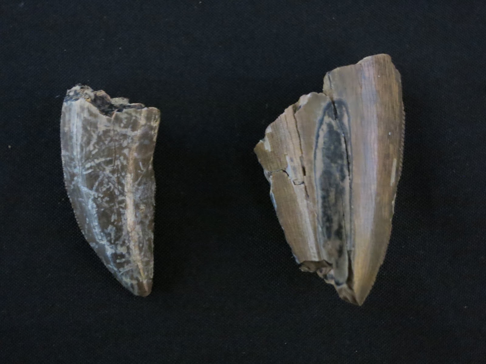 Peace River Museum, Archives and Mackenzie Centre: Fossilized Teeth