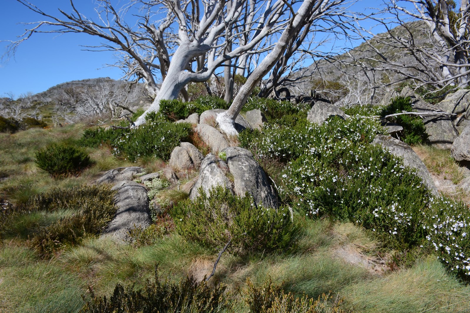 walkabouters club of victoria inc: Porcupine Rocks and return.