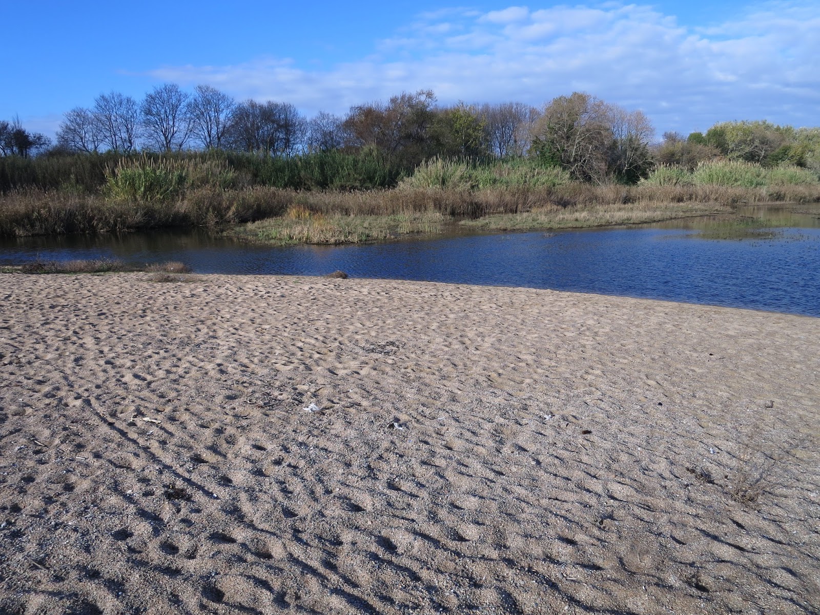 La Natura a la Baixa Tordera: Desembocadura de la Tordera 30/11/2016