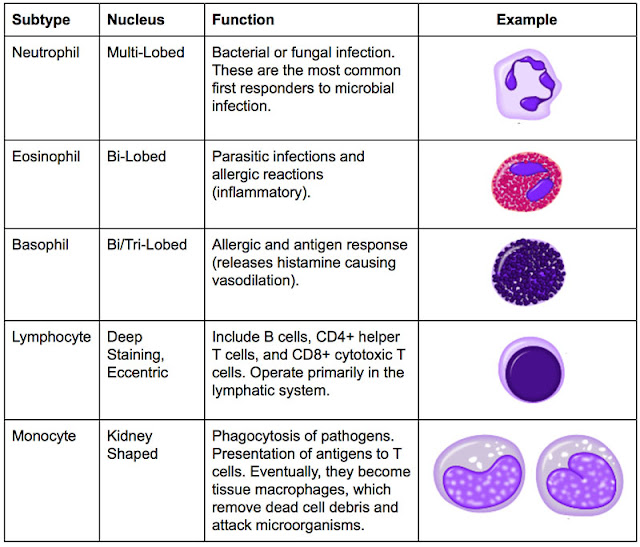 Body System Blood Components body-system-blood-components