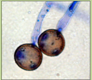 PLANT PATHOLOGY: INTRODUCTION OF PLANT PATHOLOGY