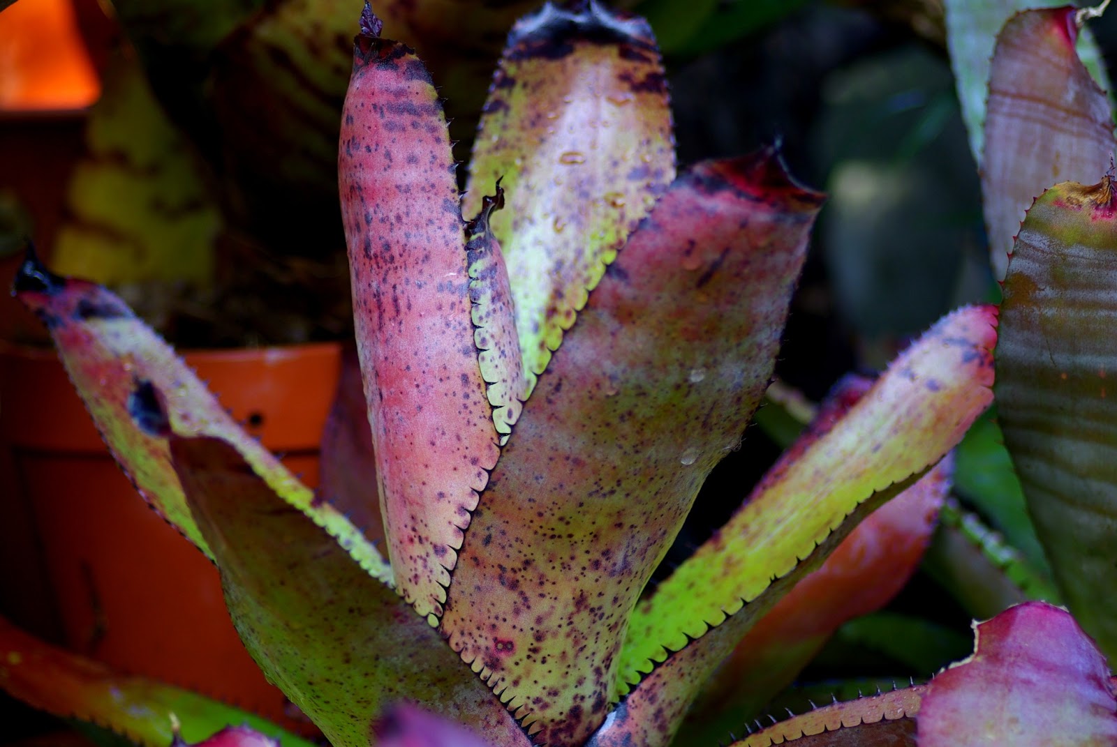 Johnson's bromeliads & falconry: Neoregelia carcharodon 'Rainbow'