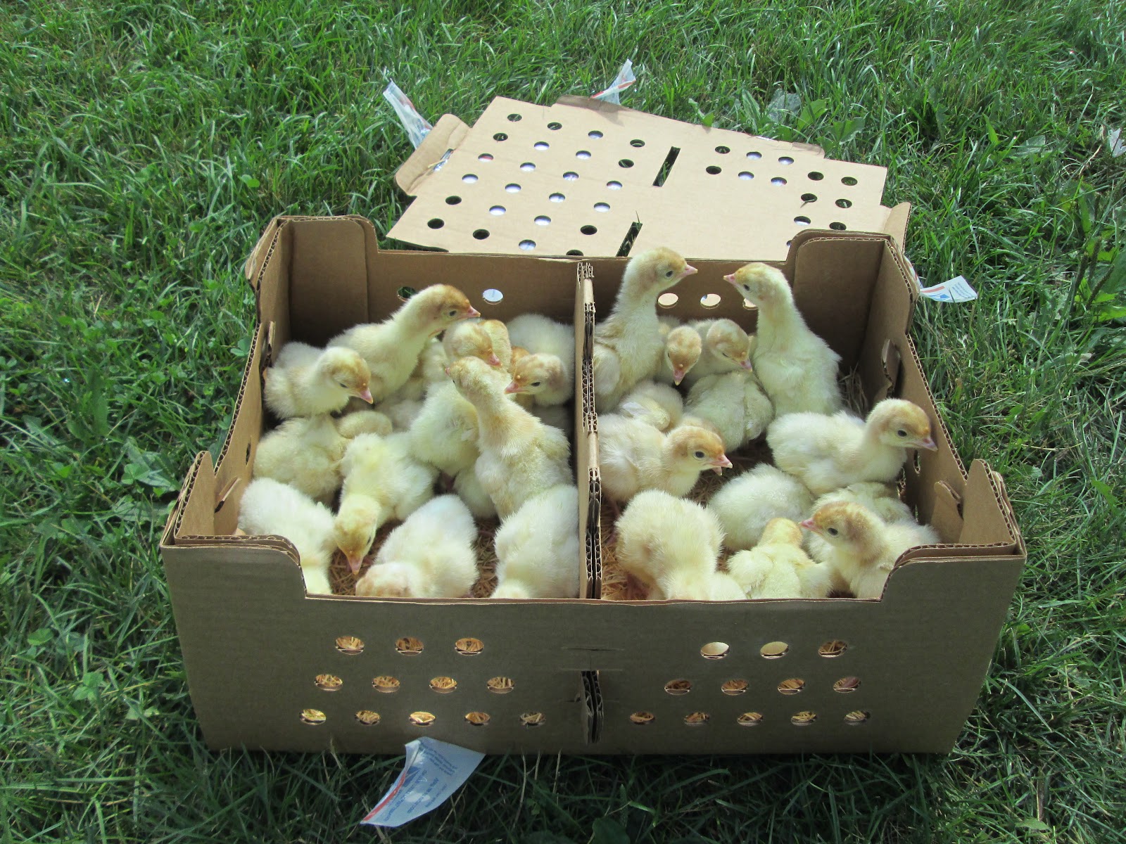 Growing N Grace Natural Farm: Baby Turkeys Arrive