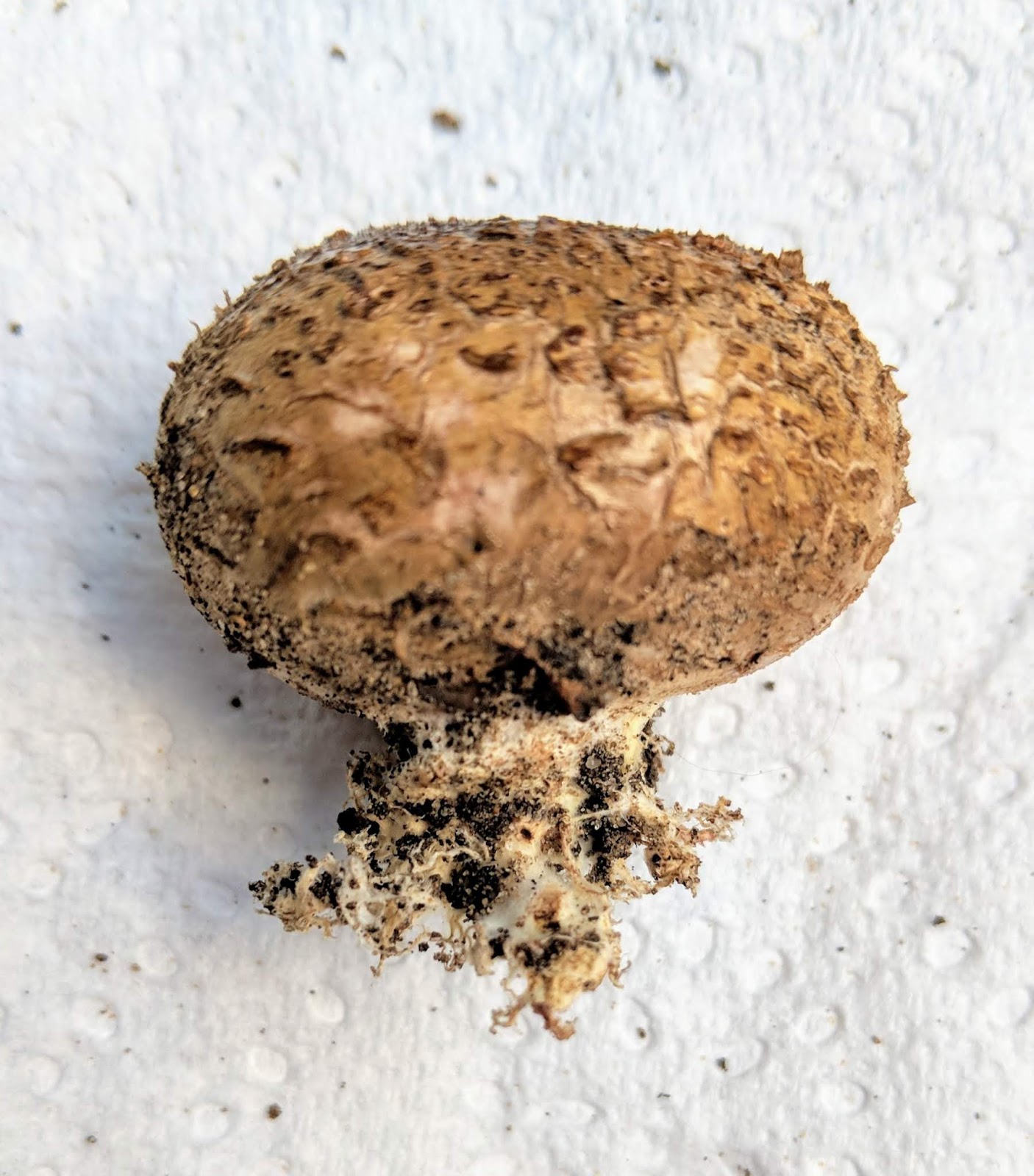 Giant Puffball Mushroom Identification