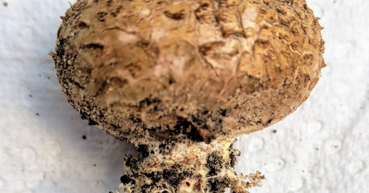 The Foraged Foodie: Mushroom identification: the pigskin poison ...