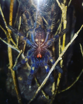 How To: Tarantula Slings