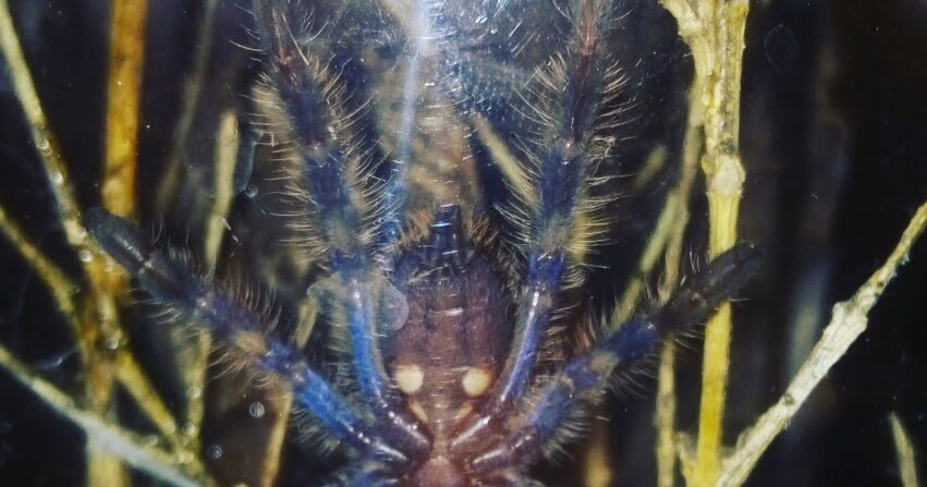 How To: Tarantula Slings