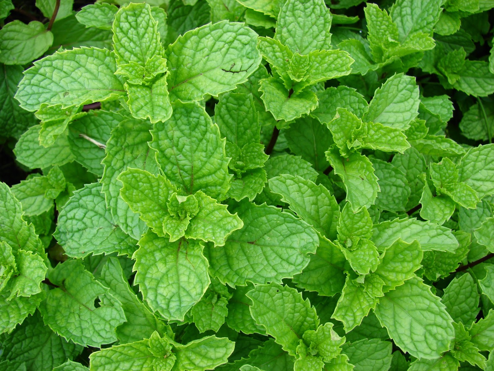MCGA Board Blog: Get to Know Your Asian Herbs